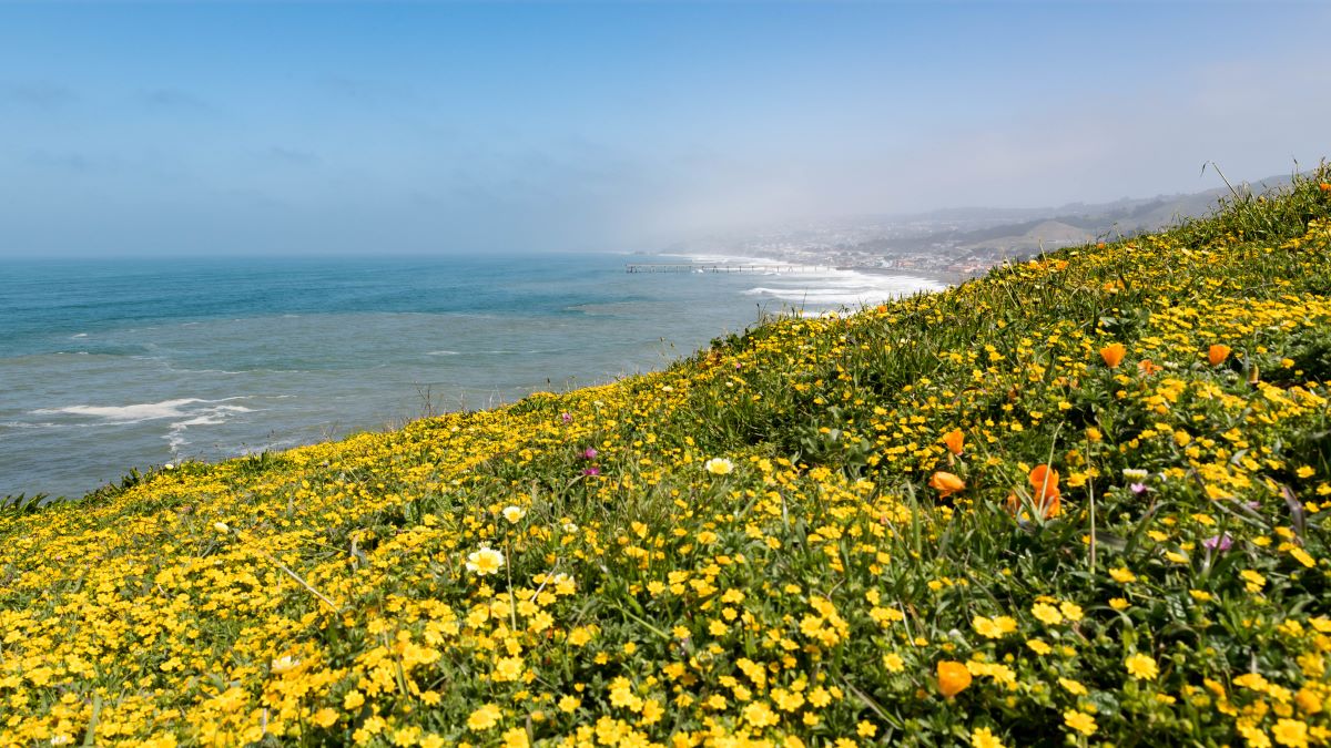 Bahía libre flor sin retoño: qué significa y cómo se utiliza